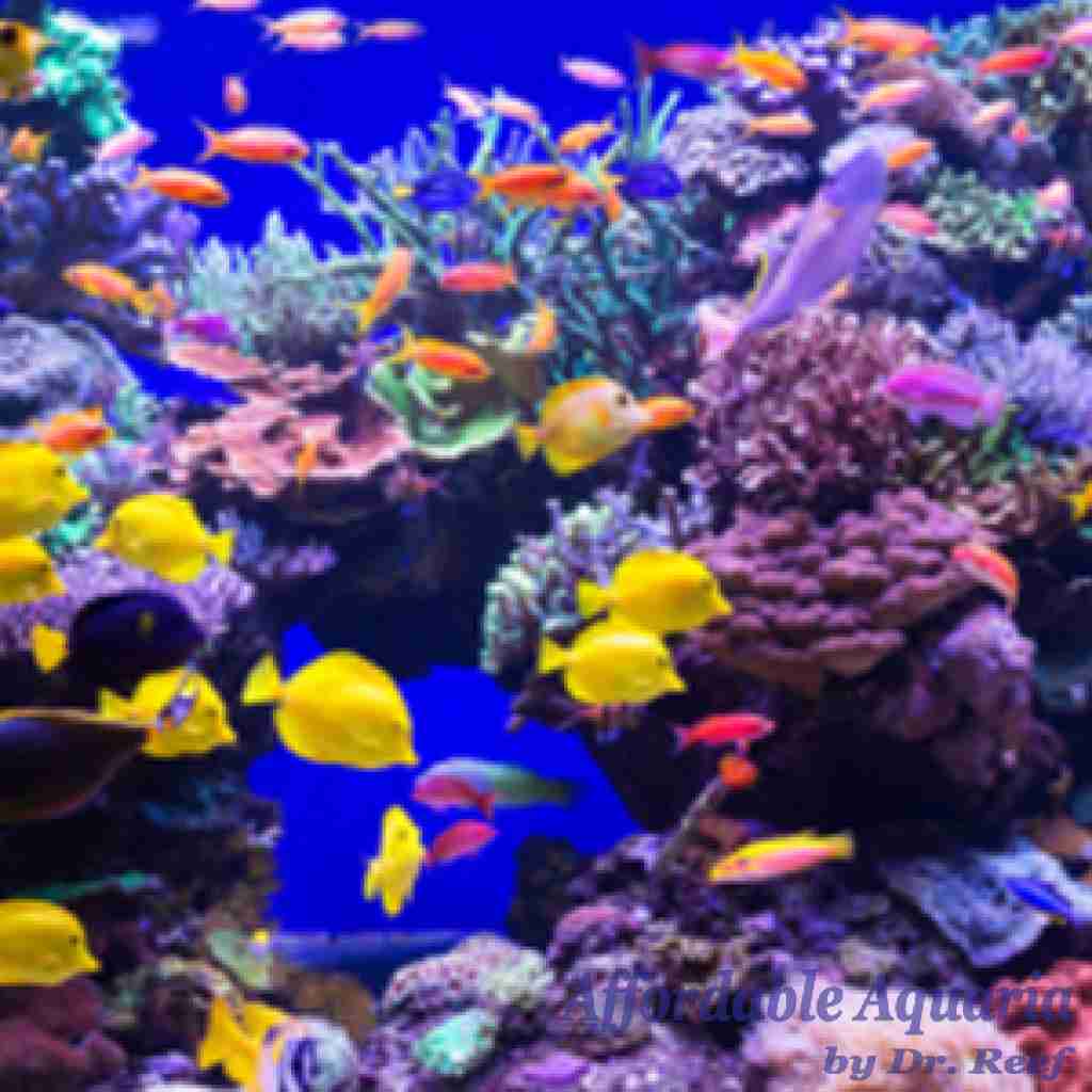 Saltwater Fish | Affordable Aquaria