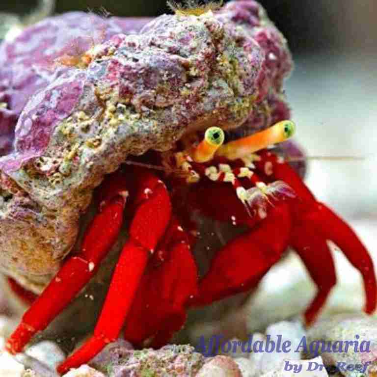 Scarlet Reef Hermit Crab | Affordable Aquaria