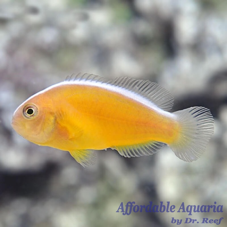 Skunk Orange Clownfish | Affordable Aquaria