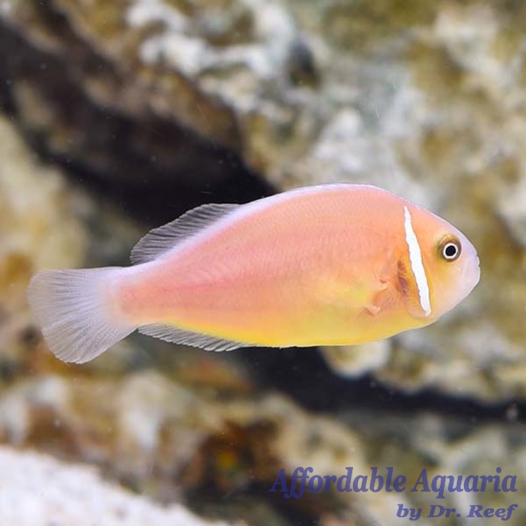 Skunk Pink Clownfish | Affordable Aquaria