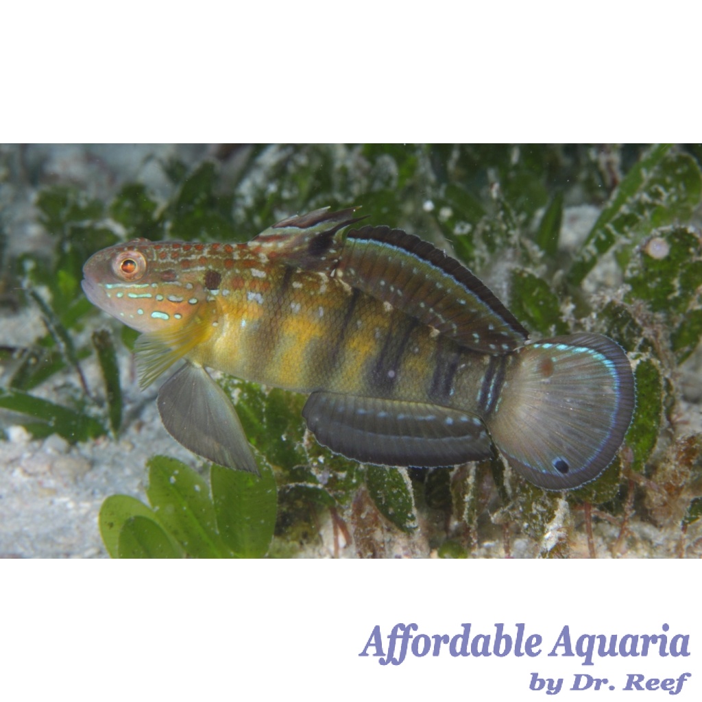 Sleeper Banded Goby | Affordable Aquaria