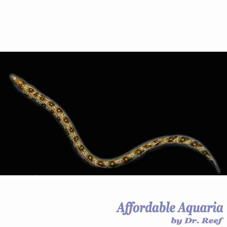 Snowflake Eel | Affordable Aquaria