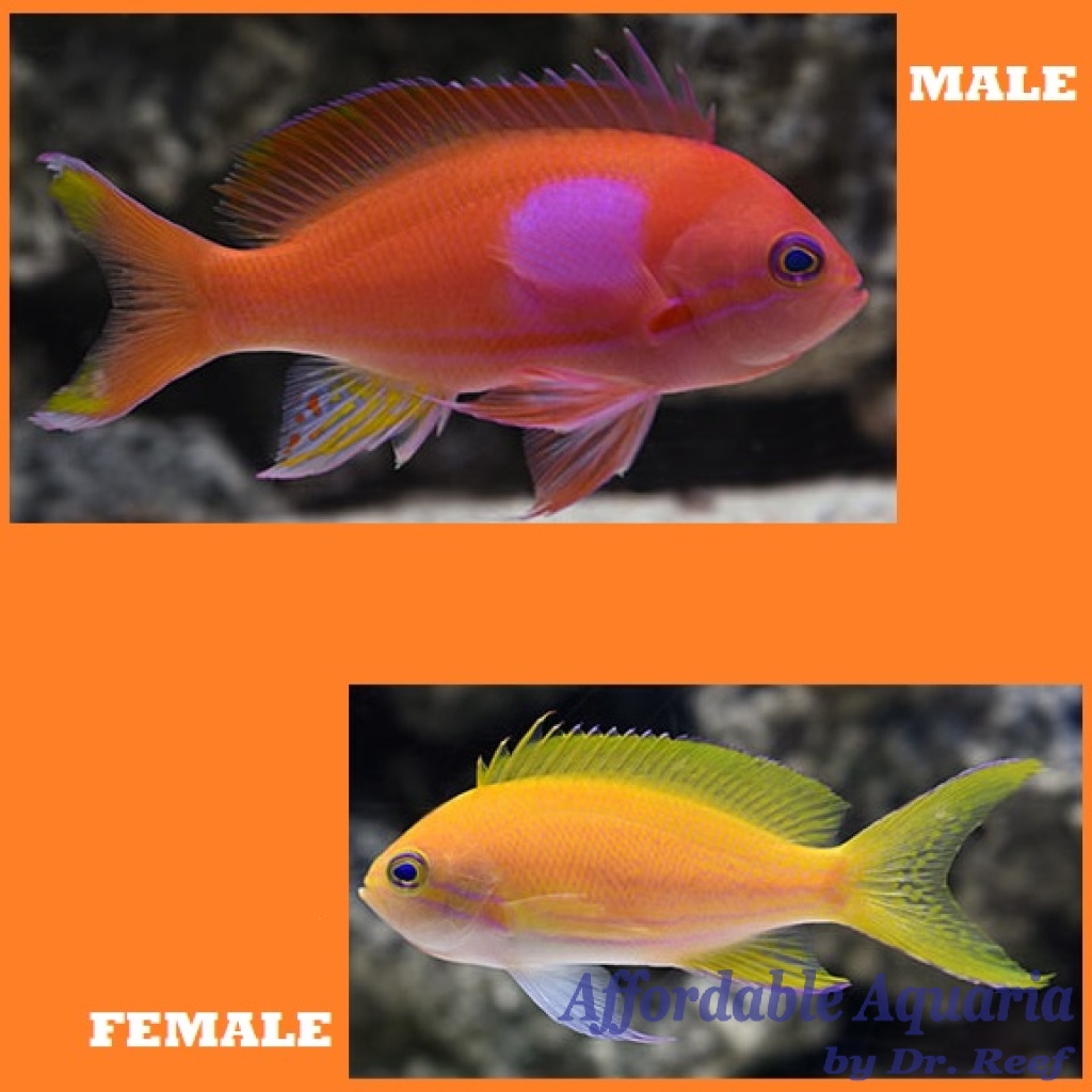 Squareback Anthias | Affordable Aquaria