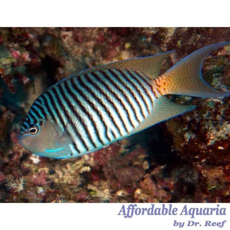 Swallowtail Zebra Angelfish (Male) | Affordable Aquaria