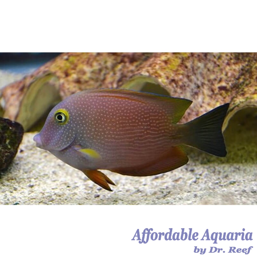 Yellow Eye Spotted Kole Tang | Affordable Aquaria