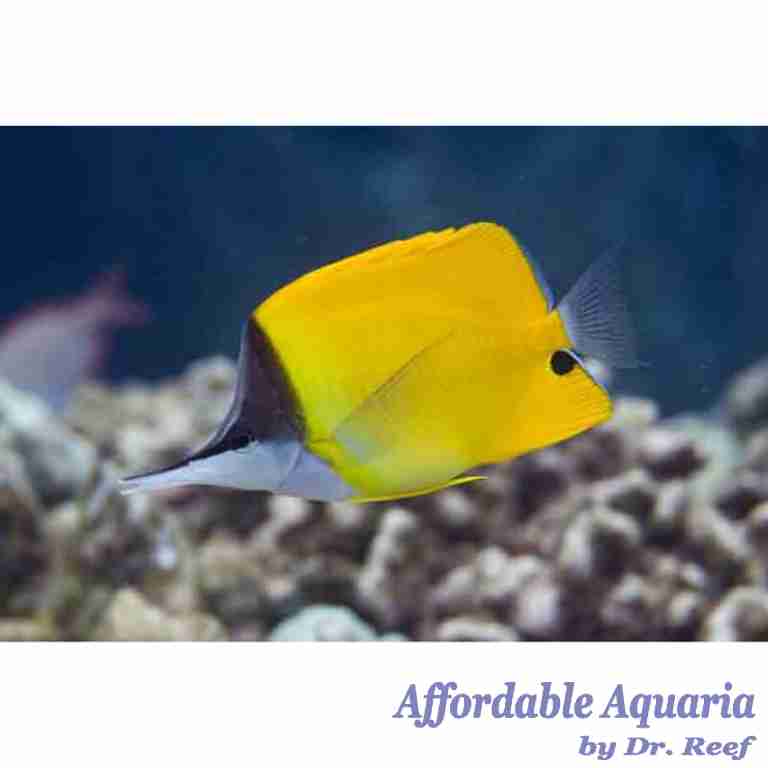 Yellow Longnose Butterflyfish | Affordable Aquaria