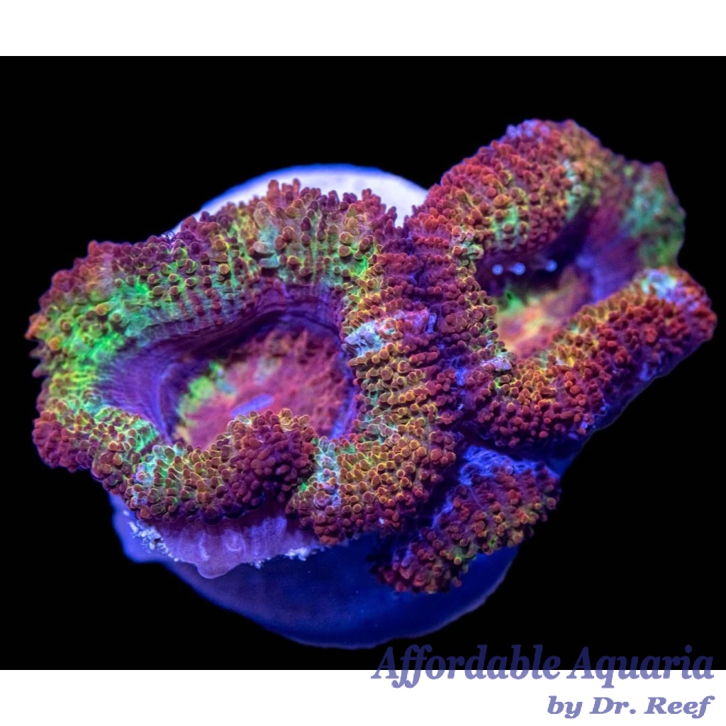Acan - Lord Rainbow | Affordable Aquaria
