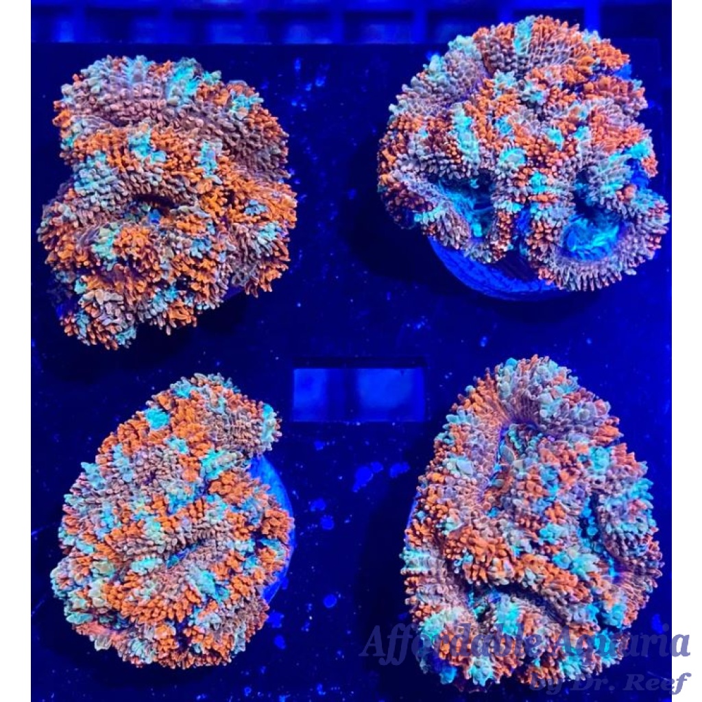 Acan - Lord Ultra Embers On Ice | Affordable Aquaria