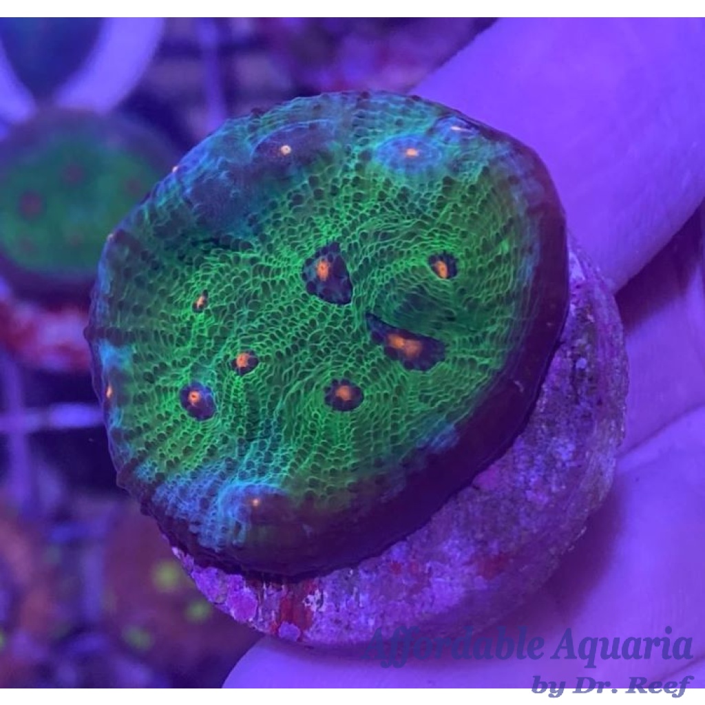 Chalice - Alien Eye (Aussie) | Affordable Aquaria