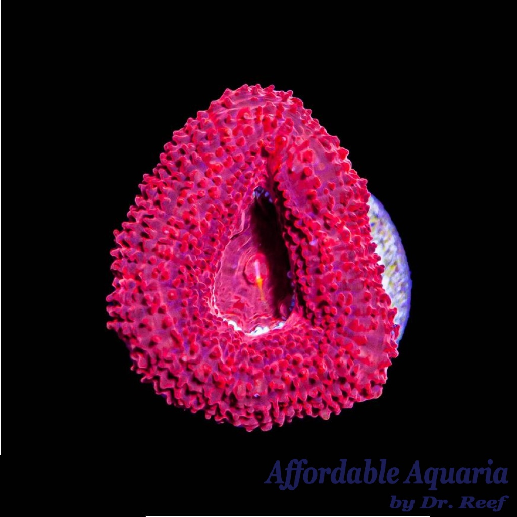 Blood Red Bower Banki | Affordable Aquaria