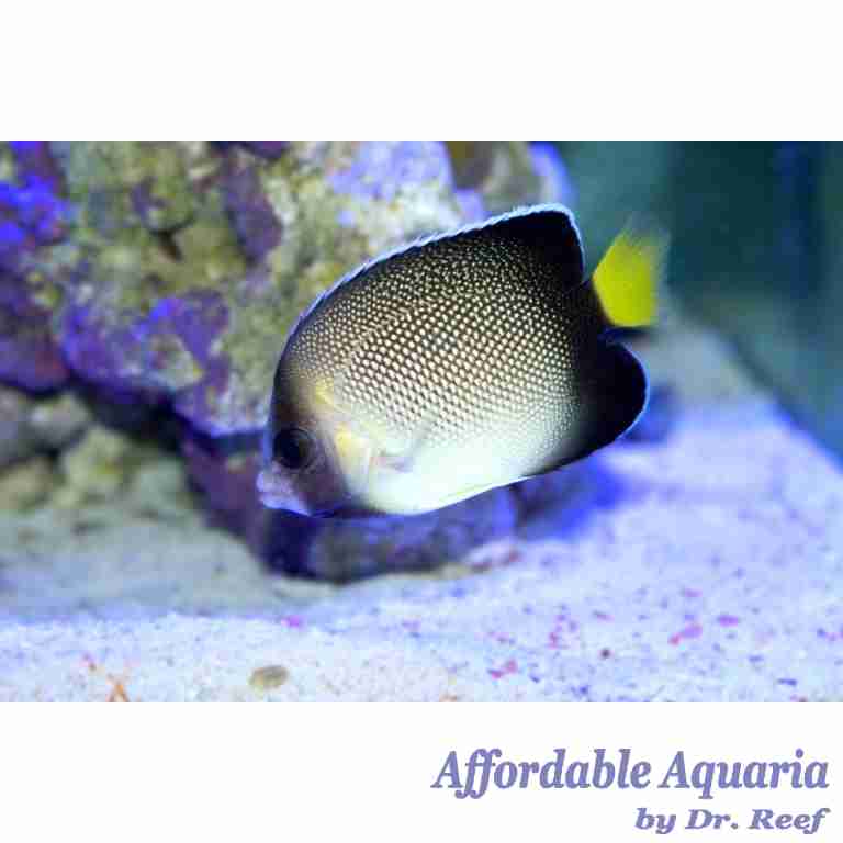 Cream Angelfish | Affordable Aquaria