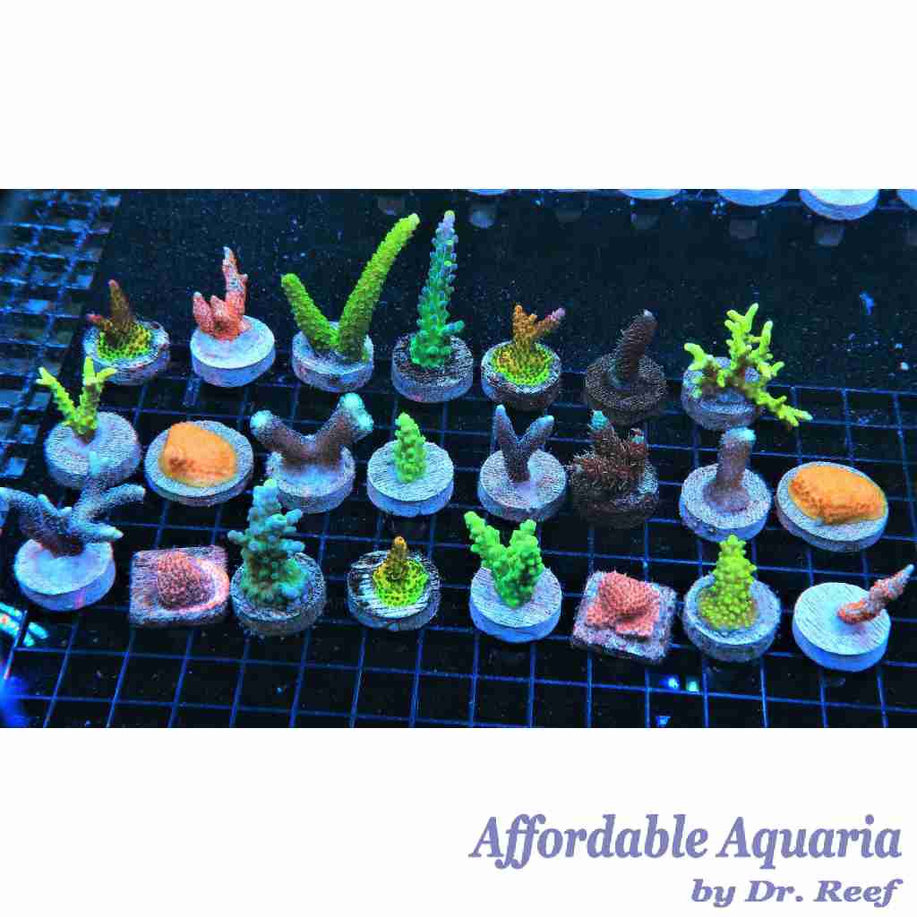 Cultured Coral Frag Pack - Assorted Corals | Affordable Aquaria
