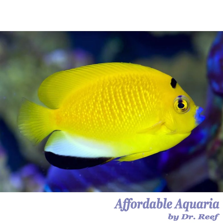 Flagfin Angelfish | Affordable Aquaria