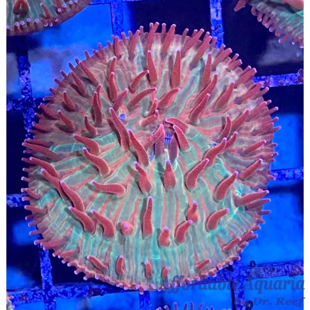 Fragile - Plate Coral | Affordable Aquaria