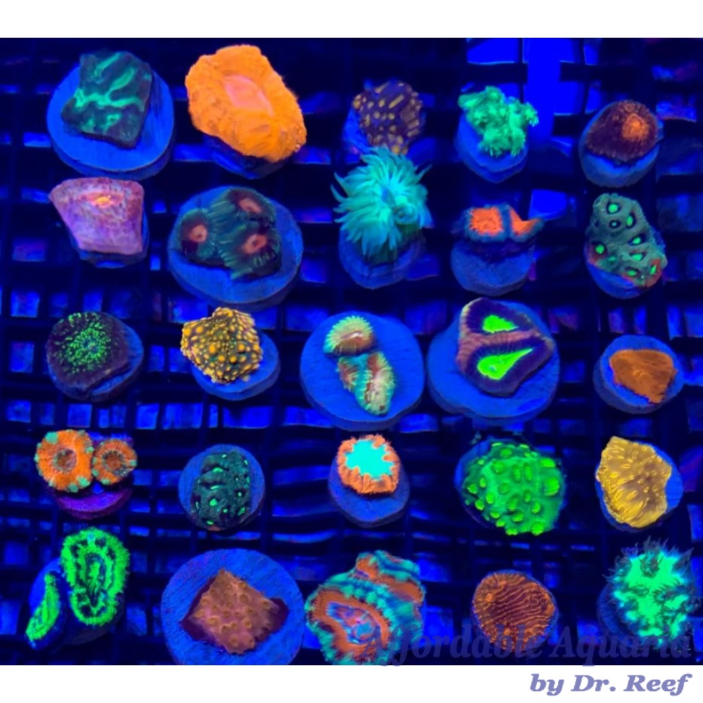 Frag Pack 12 Lot | Affordable Aquaria