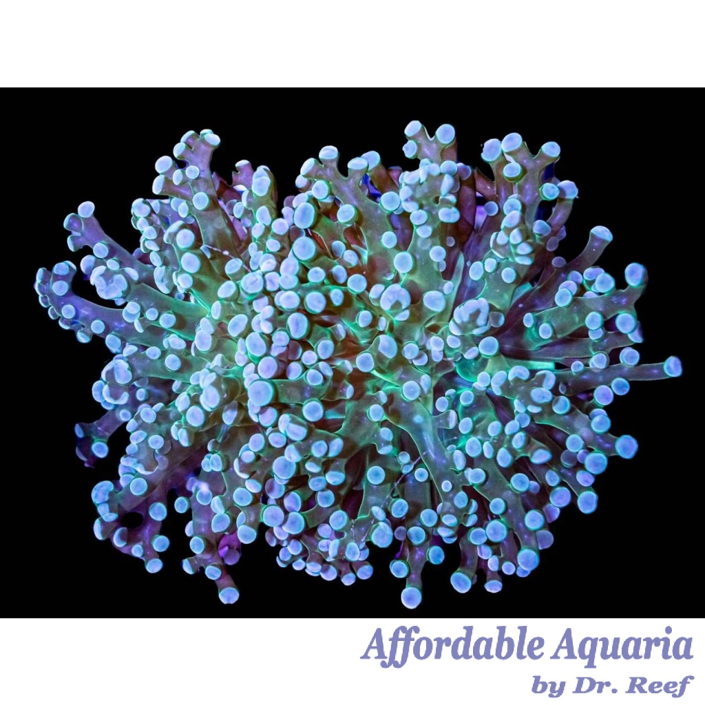 Frogspawn | Affordable Aquaria