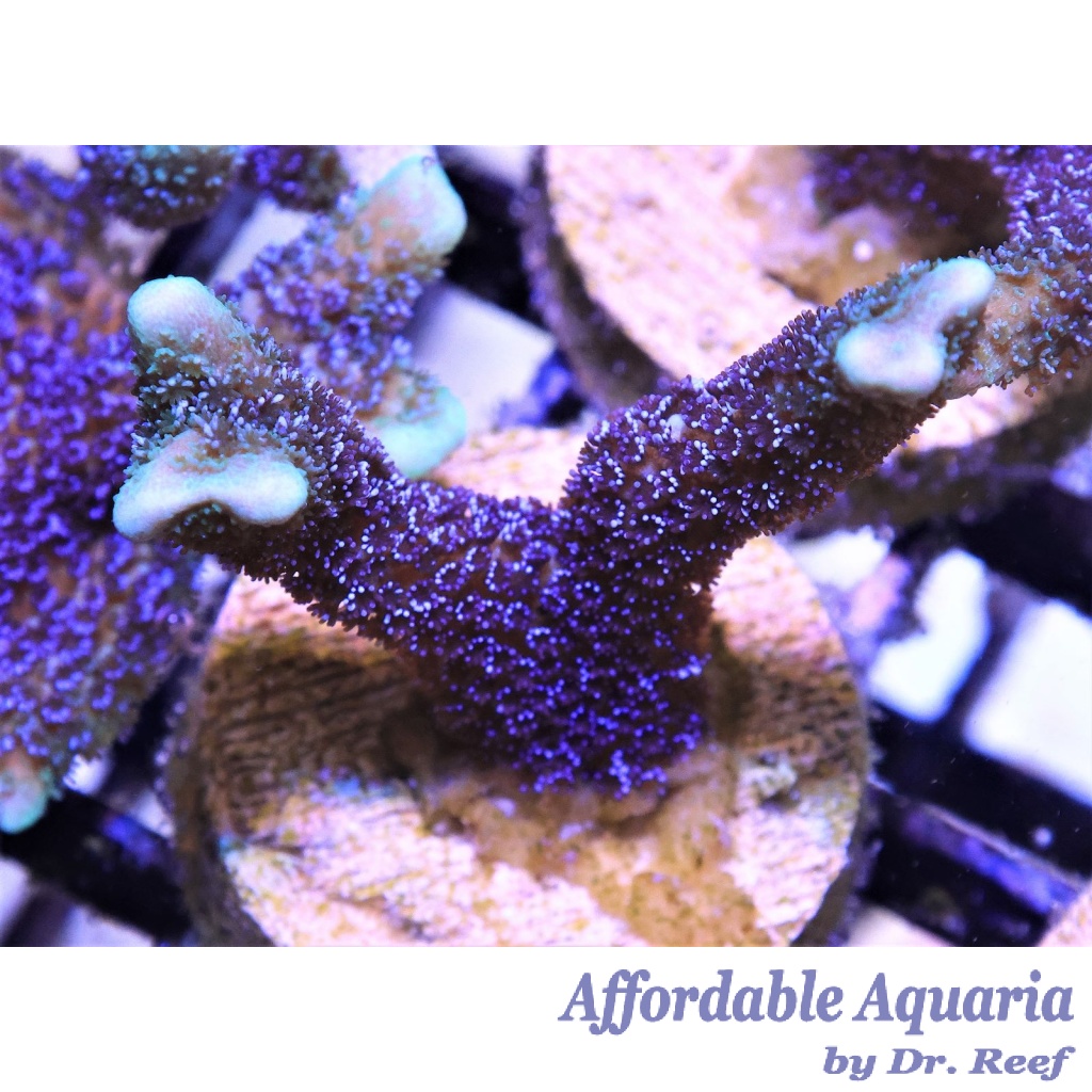Montipora - German Blue Digitada | Affordable Aquaria