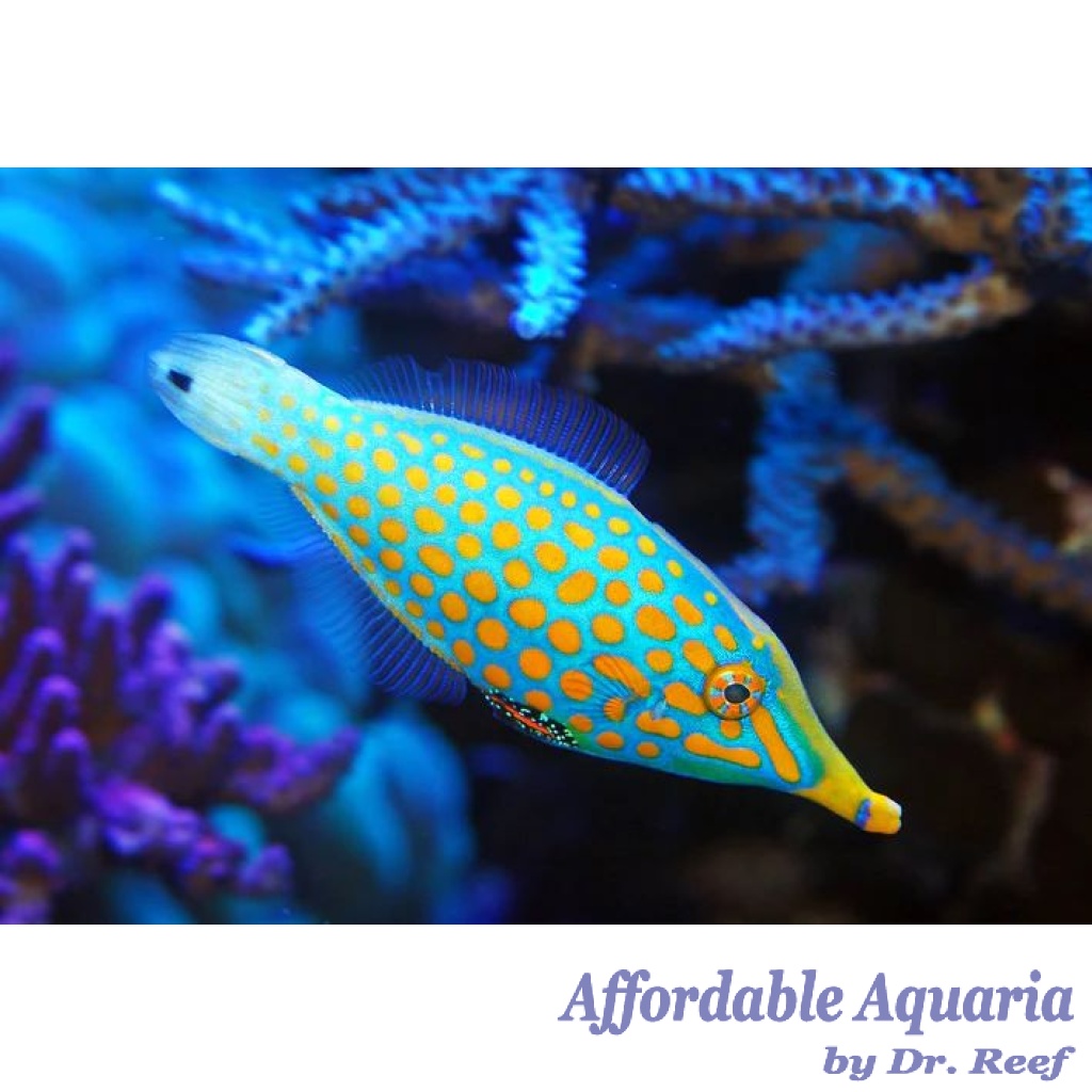 Orange Spotted Filefish | Affordable Aquaria