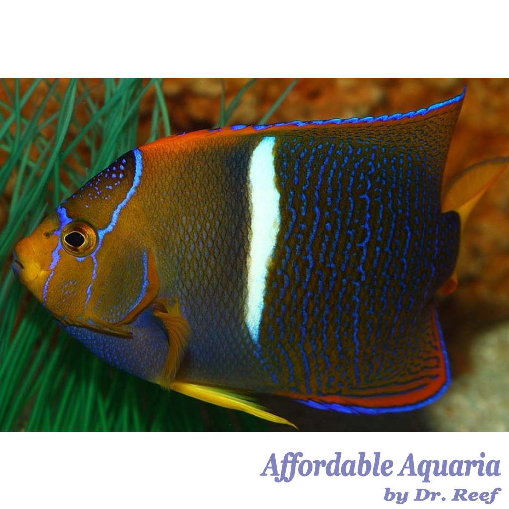 Passer Angelfish | Affordable Aquaria
