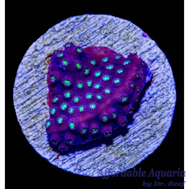 Cyphastrea - Purple Monster | Affordable Aquaria