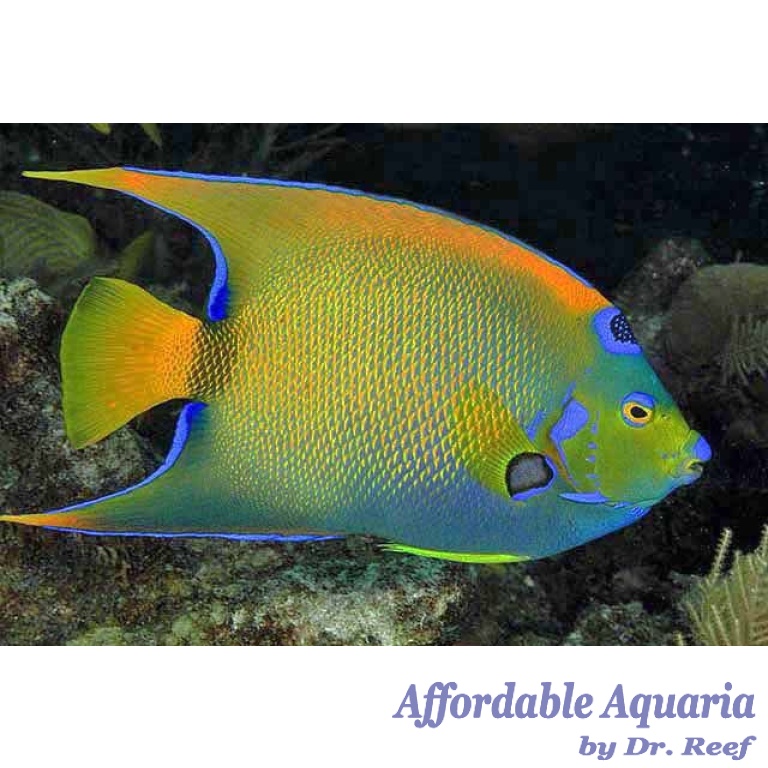 Queen Angelfish (Adult) | Affordable Aquaria