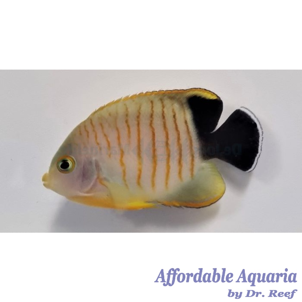 Pygmy Yellowtail Angelfish | Affordable Aquaria