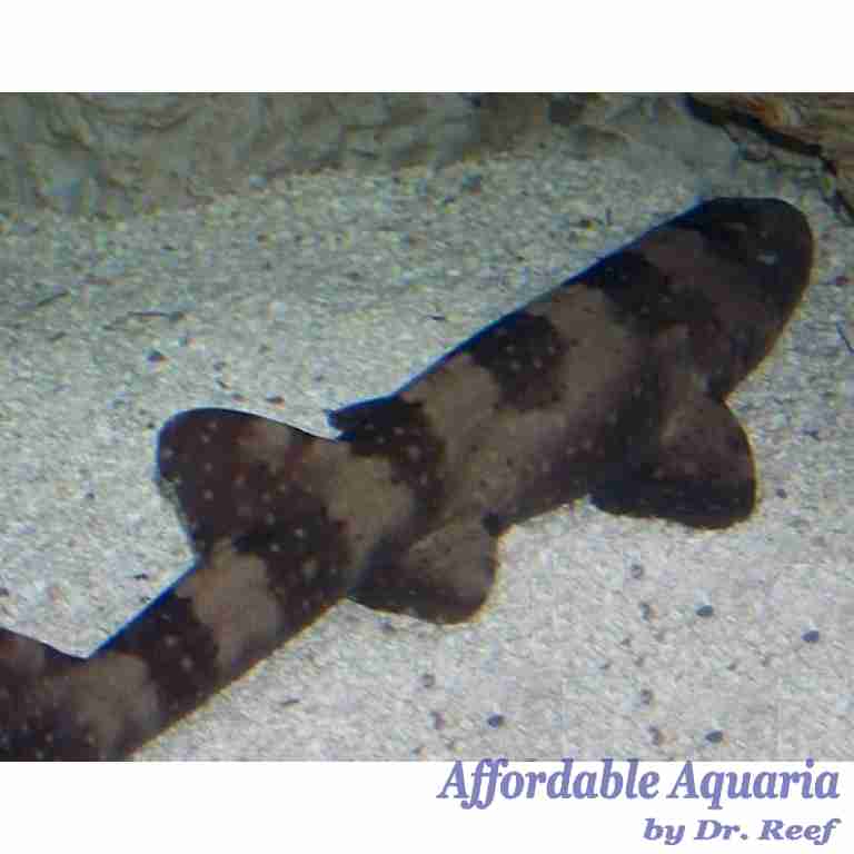 Bamboo Cat Shark | Affordable Aquaria