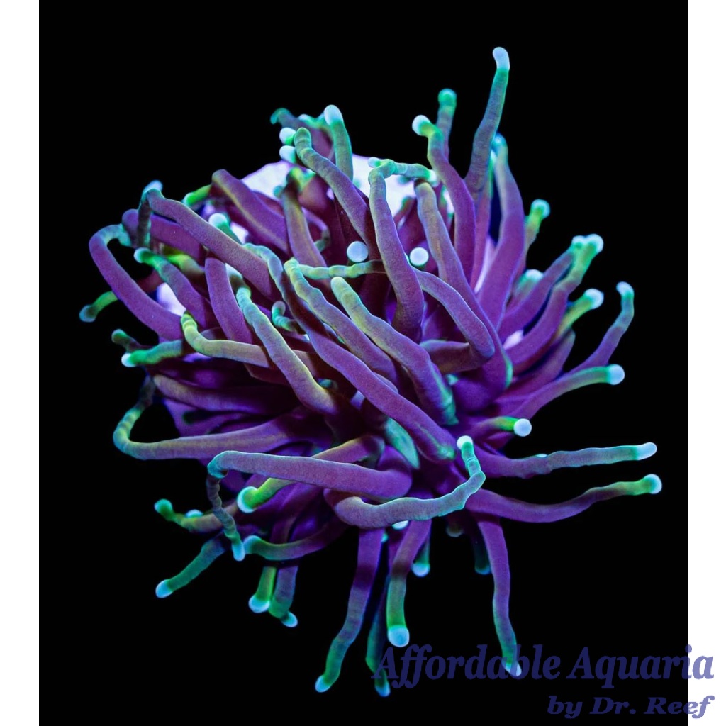 Torch - Gold Indo | Affordable Aquaria