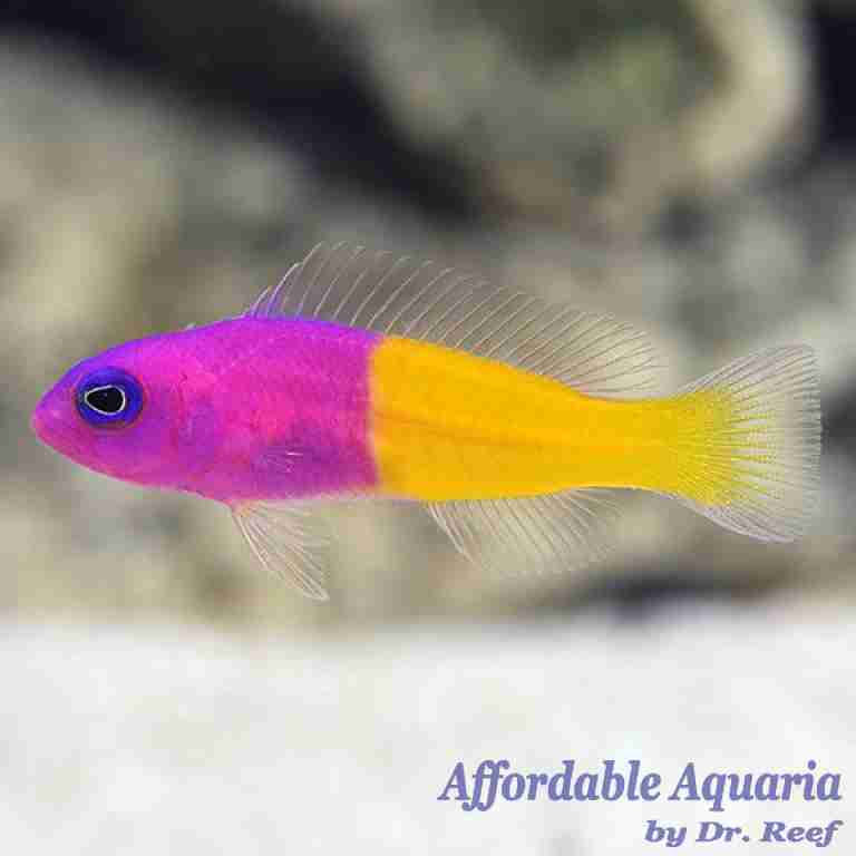 Bicolor Dottyback | Affordable Aquaria