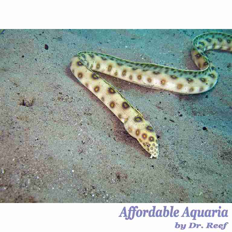 Gold Spotted Snake Eel | Affordable Aquaria