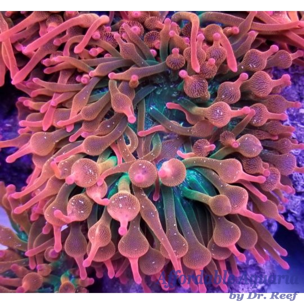 Watermelon Bubble Tip Anemone | Affordable Aquaria