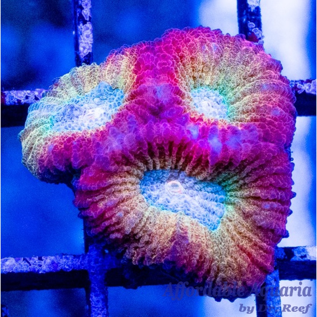 Dipsastrea - Charizard | Affordable Aquaria