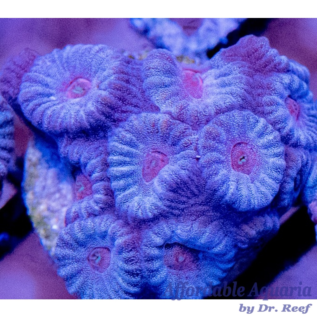 Dipsastraea - Dave | Affordable Aquaria