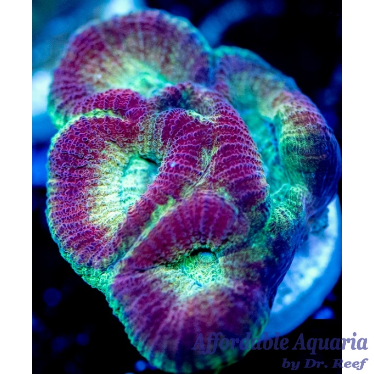 Dipsastraea - Honeybell | Affordable Aquaria
