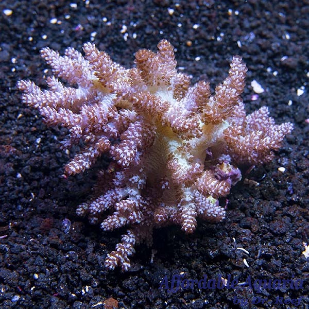 Kenya Tree Coral | Affordable Aquaria