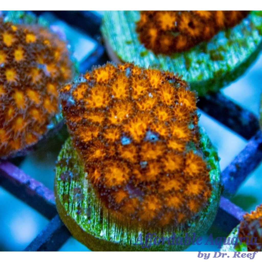 Leptastrea - Orange | Affordable Aquaria