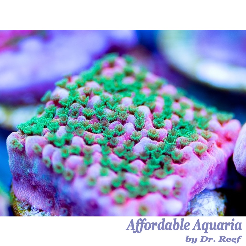 Montipora - Tropic Thunder | Affordable Aquaria