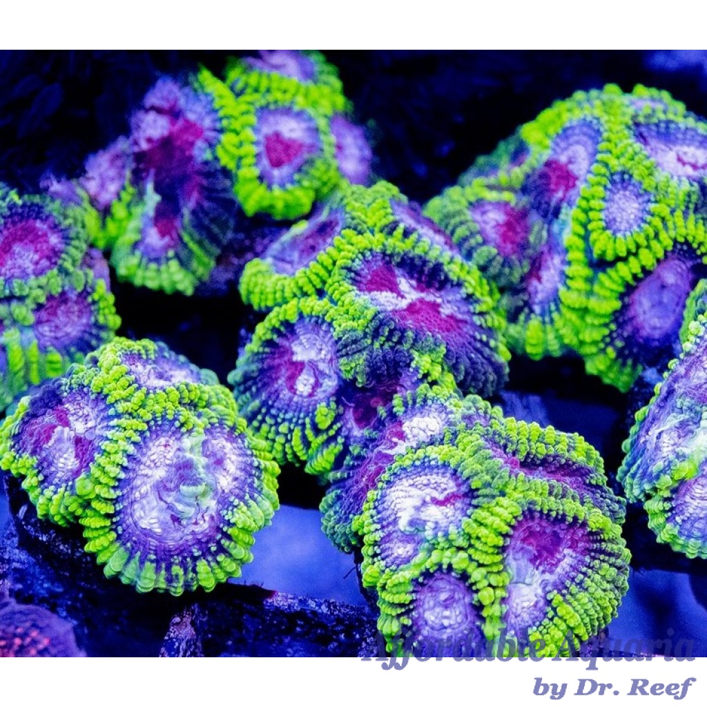 Dipsastraea - Purple Heart | Affordable Aquaria