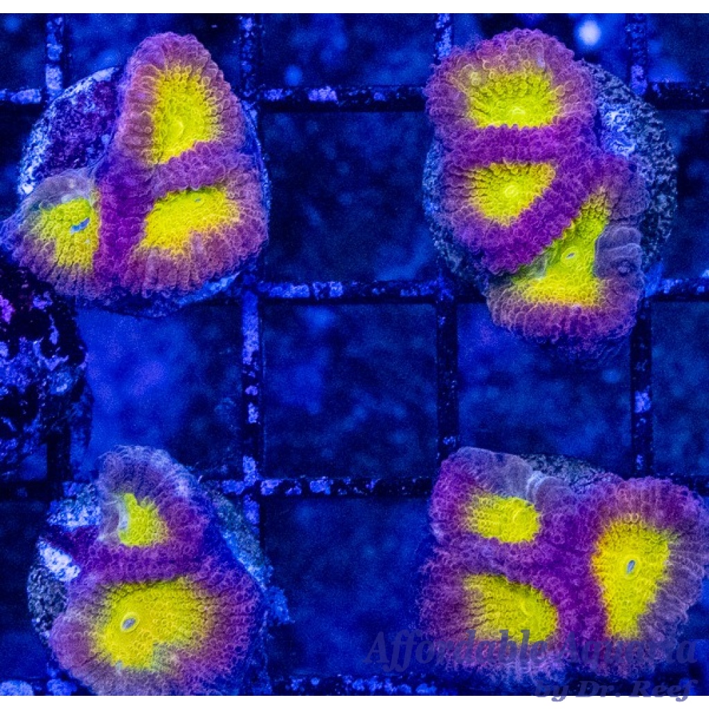 Dipsastraea - Smoochum | Affordable Aquaria