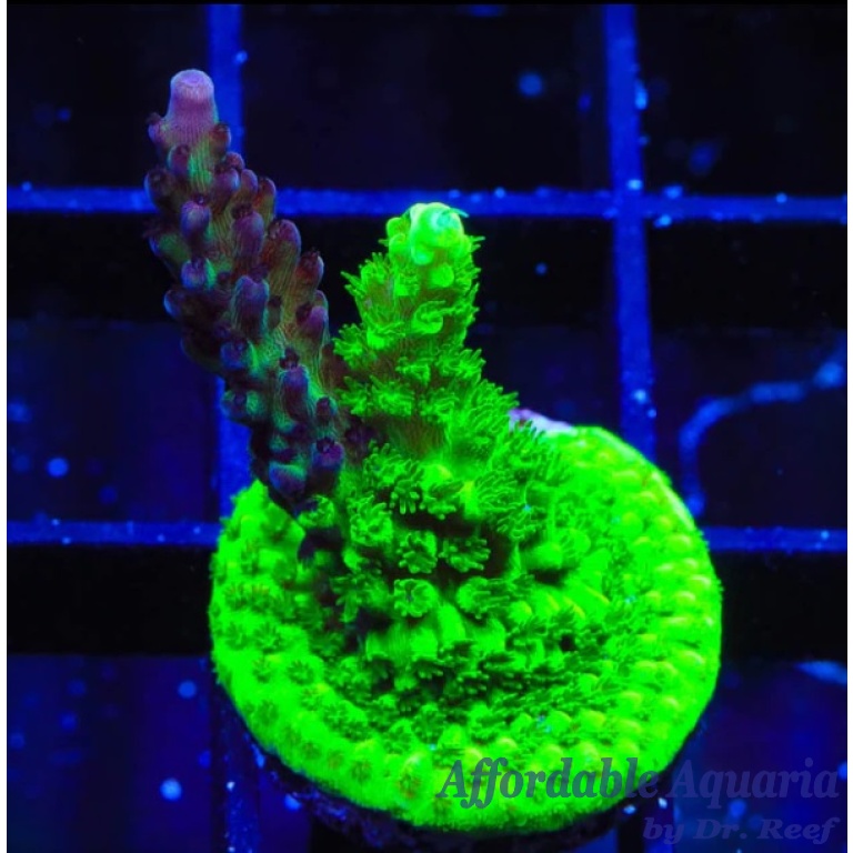 Acropora – Raspberry Splice | Affordable Aquaria