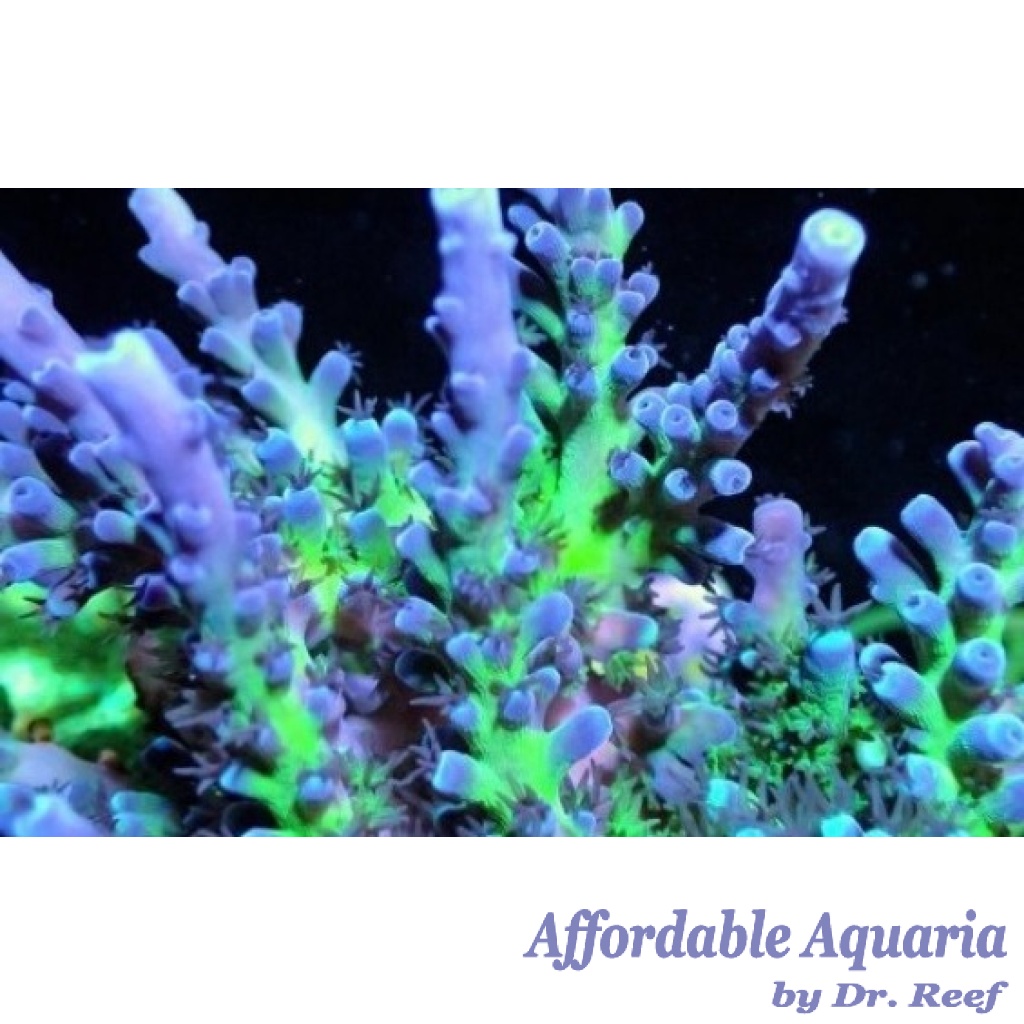 Acropora - Miyagi Tort | Affordable Aquaria