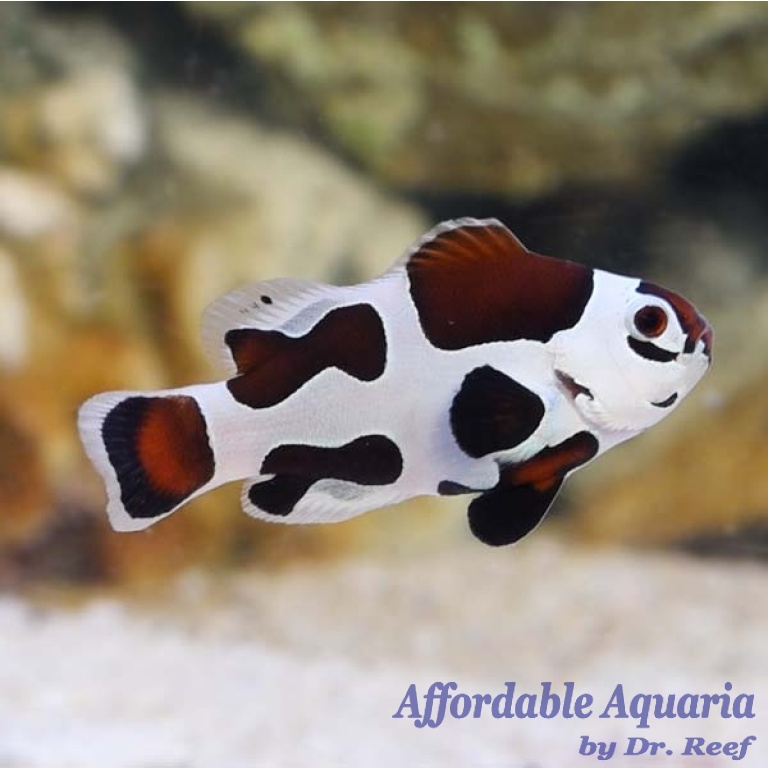 Mocha Storm Clownfish | Affordable Aquaria