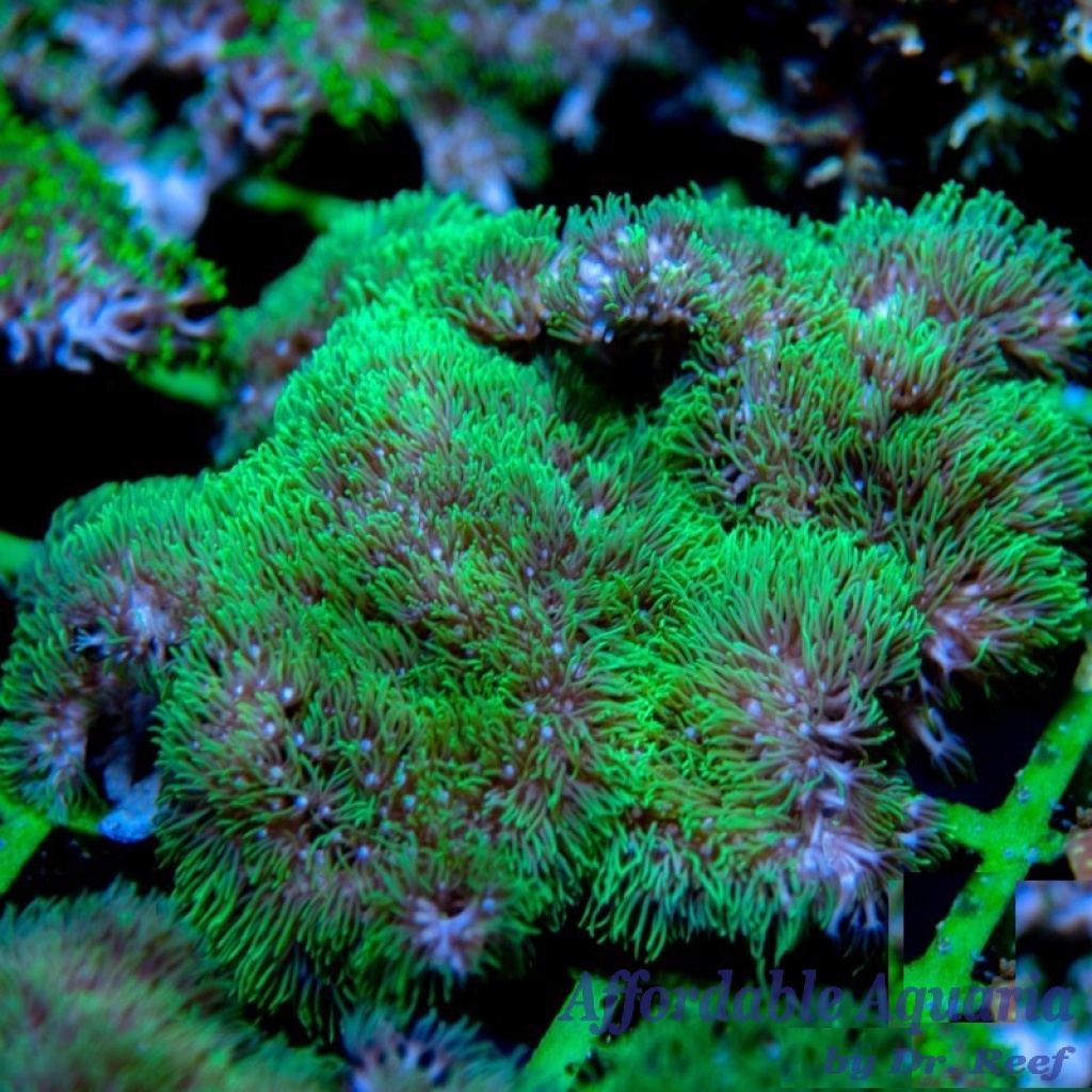 Encrusting Star Polyps Neon Green (on a Rock) | Affordable Aquaria