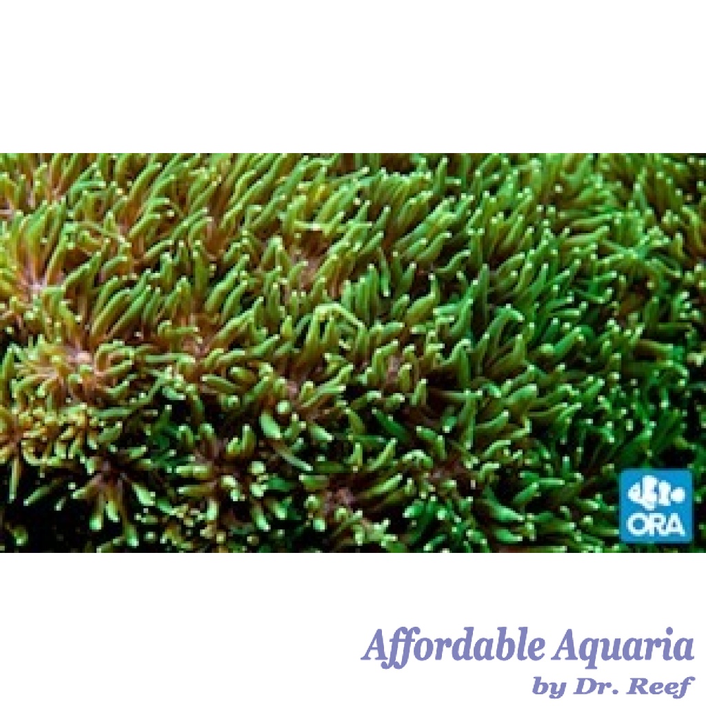 Galaxea - Metallic Green ORA | Affordable Aquaria