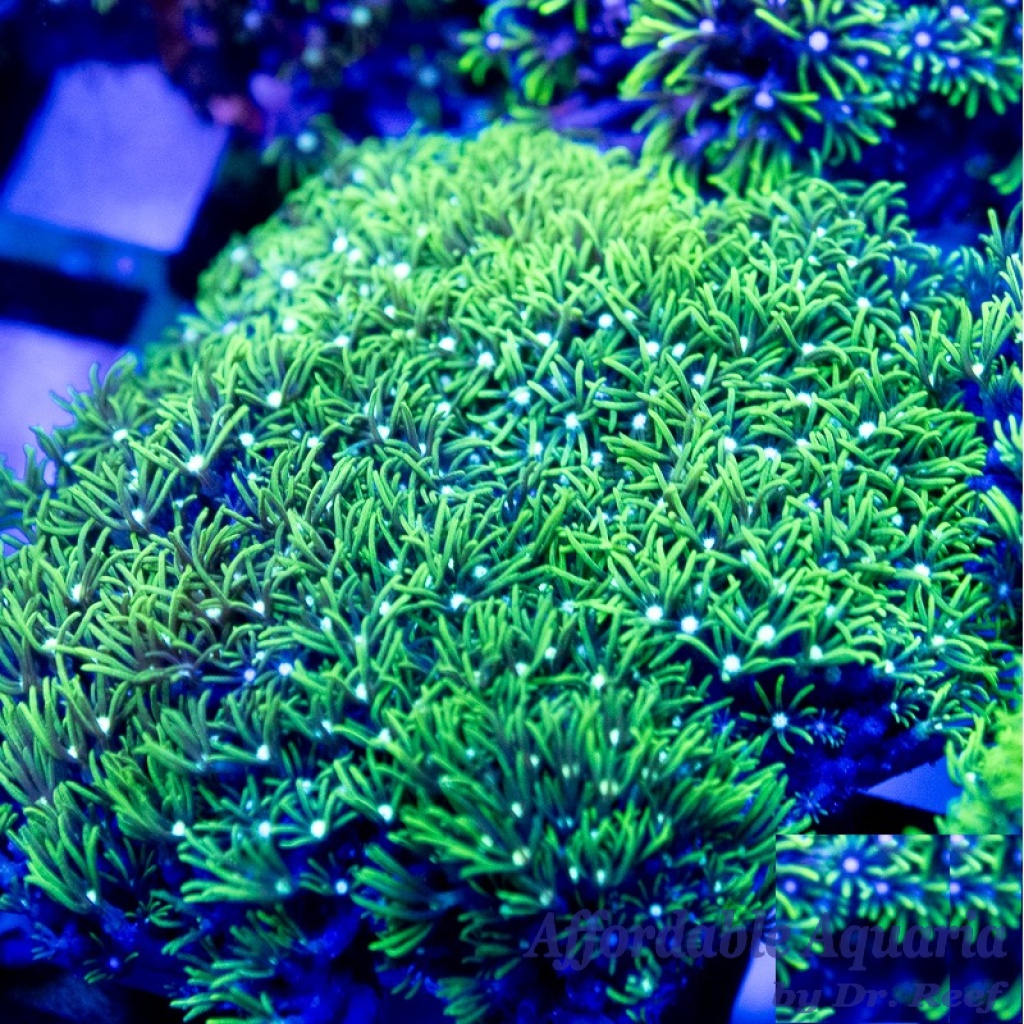 Star Polyps Neon Green (on a Rock) | Affordable Aquaria