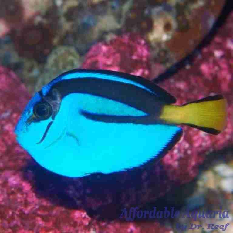 Tangs | Affordable Aquaria