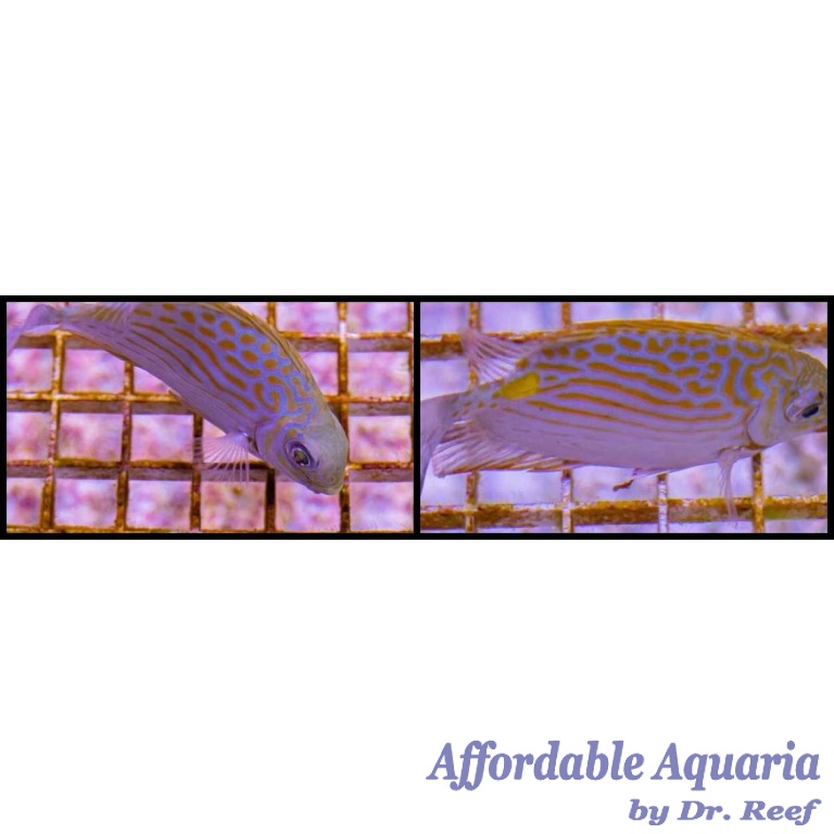 Golden-lined Rabbitfish (Captive Bred) | Affordable Aquaria