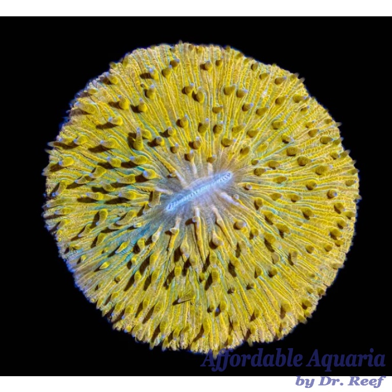 Fungia - Orange Plate | Affordable Aquaria