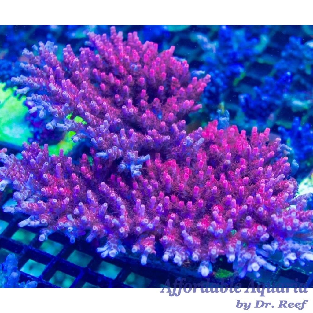 Acropora - Very Berry Table | Affordable Aquaria