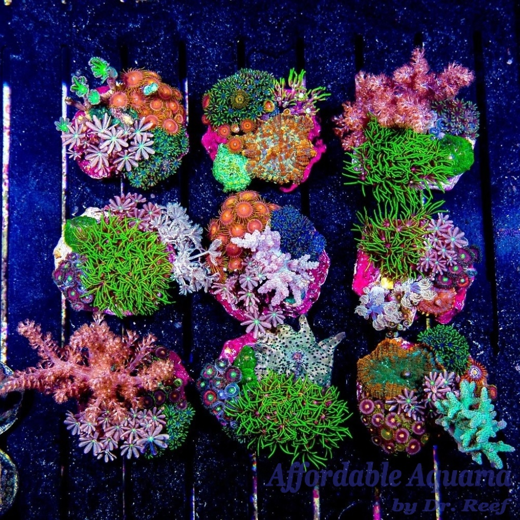 Mixed - Mini-Reef Rock?(on 2-2.5" Reel Reef Disc) | Affordable Aquaria